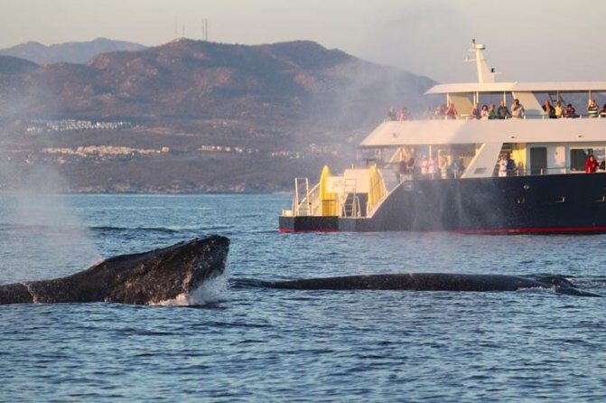 Whale-Watching Discovery Cruise with Brunch or Dinner - What to Expect from the Whale-Watching Discovery Cruise