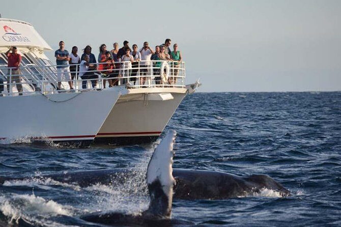 Whale-Watching Discovery Cruise with Brunch or Dinner - The Itinerary: A Mix of Wildlife, Landmarks, and Leisure