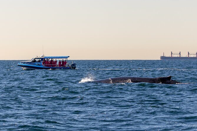 Whale Watching Discovery Tour from Lake Macquarie - An In-Depth Look at the Whale Watching Discovery Experience