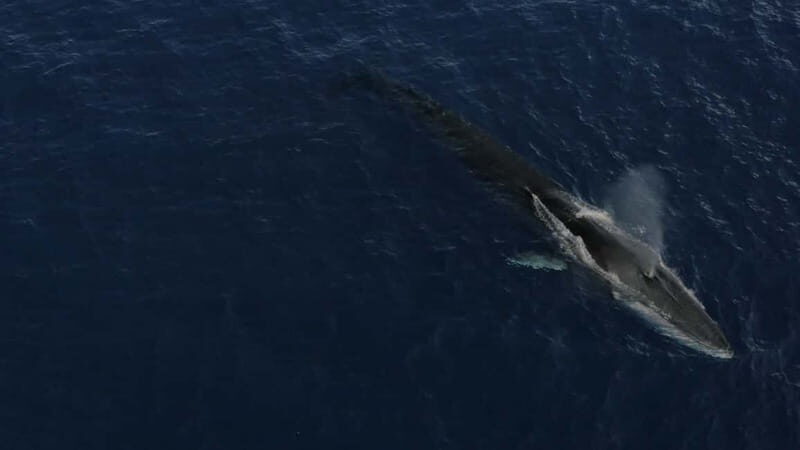 Whale watching, dolphins, and whales departing from Bandol - Introduction: What Makes this Whale Watching Tour Special?