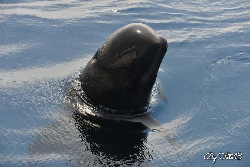 Whale watching, dolphins, and whales departing from Bandol - Why You’ll Love This Experience