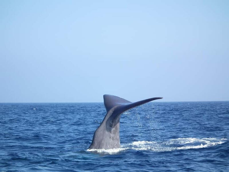 Whale watching, dolphins, and whales departing from Bandol - Analyzing the Value: Price & Experience