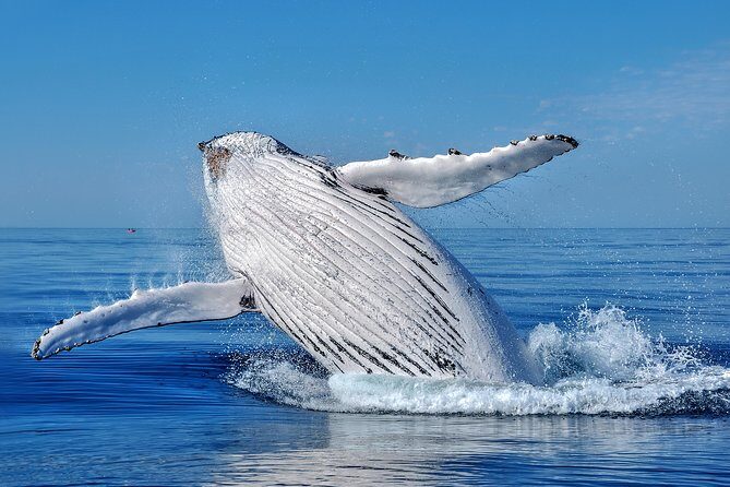 Whale Watching Dunsborough - Key Points