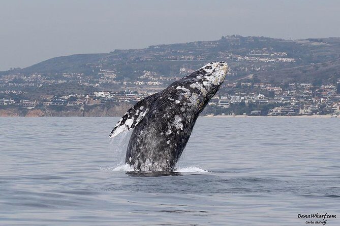 Whale Watching Excursion in Dana Point - An Honest Look at the Whale Watching Excursion in Dana Point