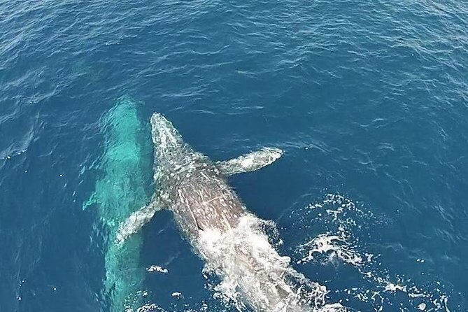 Whale Watching Excursion in Dana Point - Key Points