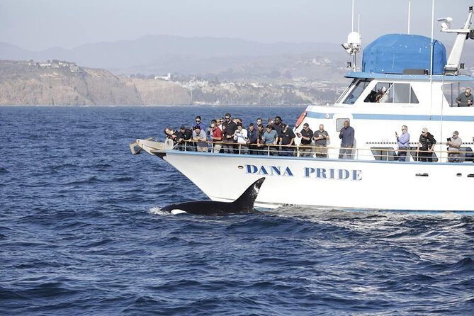 Whale Watching Excursion in Dana Point - Practical Tips for Future Travelers
