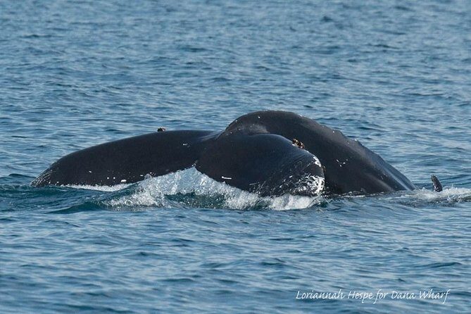 Whale Watching Excursion in Dana Point - Who Will Love This Tour?