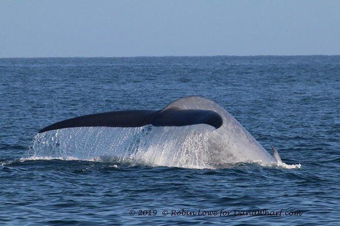 Whale Watching Excursion in Dana Point - Frequently Asked Questions