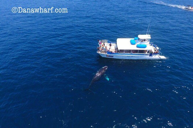 Whale Watching Excursion in Dana Point - Wrapping Up