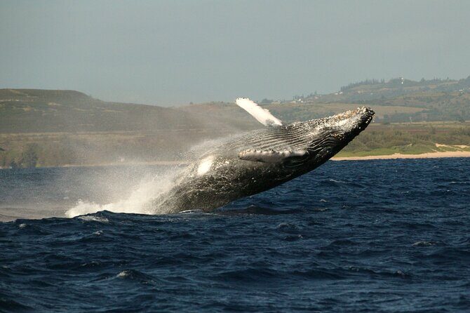 Whale Watching Expedition on Kauai - Snacks and Comforts