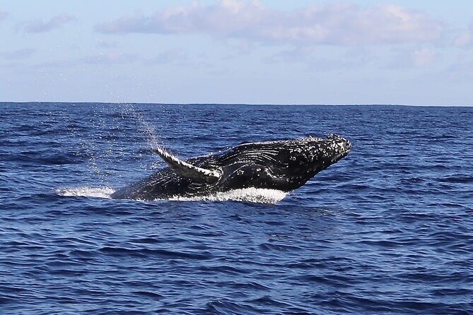 Whale Watching Expedition on Kauai - Weather and Cancellation Policy