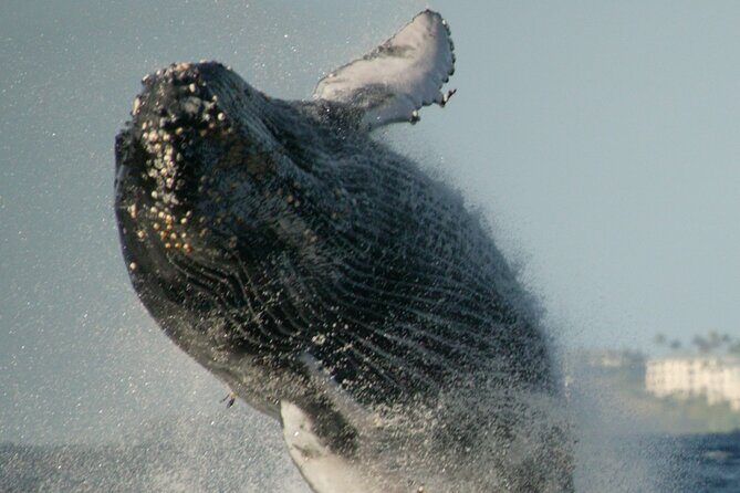 Whale Watching Expedition on Kauai - Who Is This Tour Ideal For?