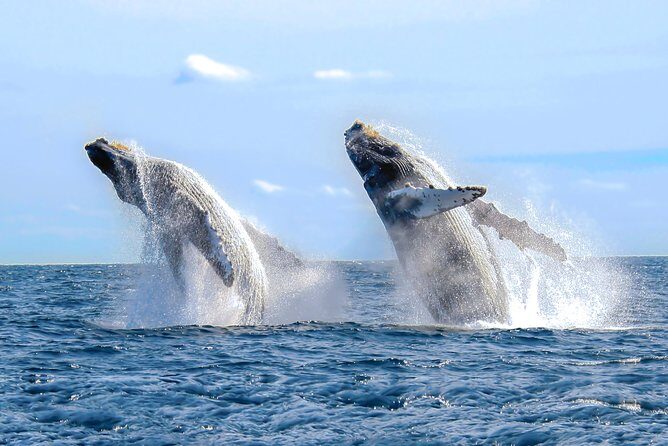 Whale Watching Experience - Introduction: A Dynamic Marine Adventure