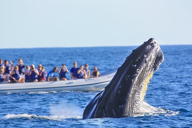 Whale Watching Experience - The Value of the Experience