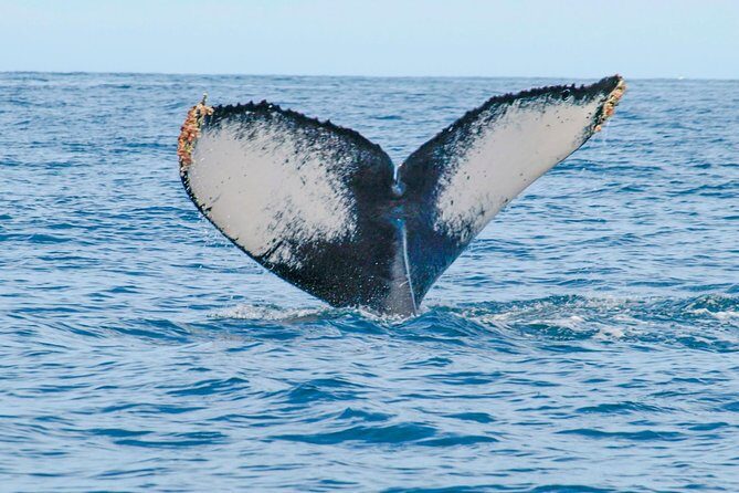 Whale Watching Experience - Who is This Tour Best For?