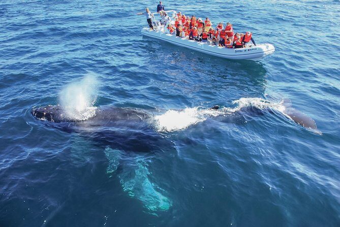 Whale Watching Experience - The Sum Up: Who Should Sign Up?