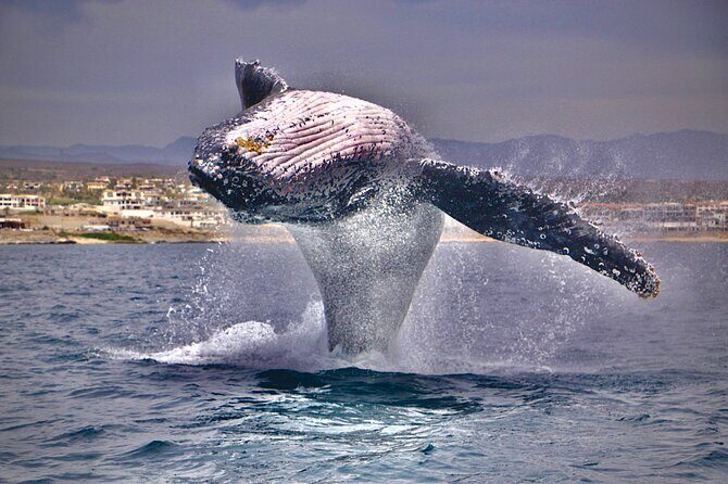 Whale Watching Experience in Cabo San Lucas - Setting the Scene: Why Choose a Private Tour?