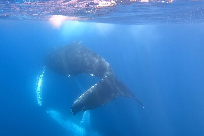 Whale Watching Experience in Cabo San Lucas - Duration and Pricing: What Does It Mean to You?