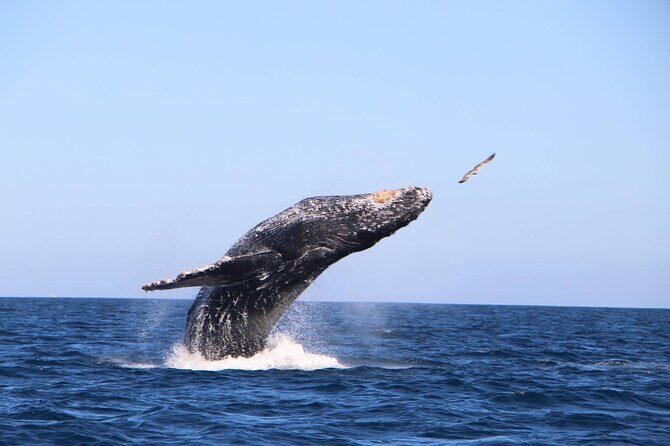 Whale Watching Experience in Cabo San Lucas - What Do Travelers Say?
