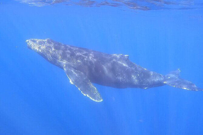 Whale Watching Experience in Cabo San Lucas - Practical Tips
