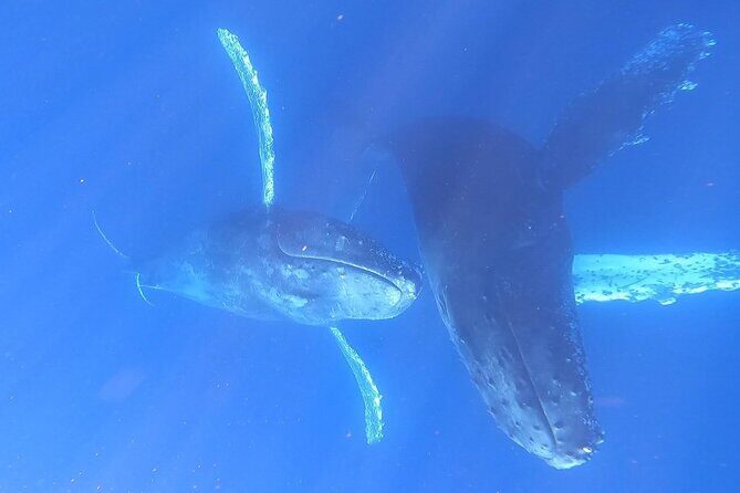 Whale Watching Experience in Cabo San Lucas - Who Will Enjoy This Tour Most?