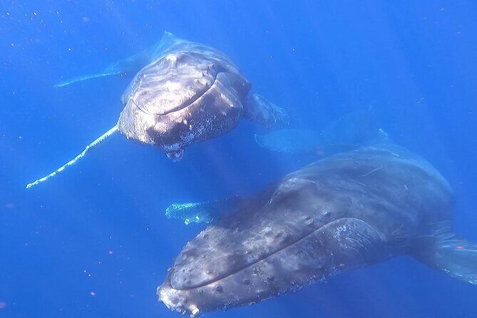 Whale Watching Experience in Cabo San Lucas - Final Thoughts: Is It Worth It?
