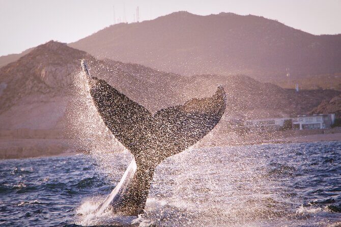 Whale Watching Experience in Cabo San Lucas - FAQ