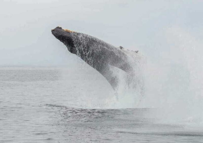 Whale Watching from Ahangama - Practical Tips for Future Travelers