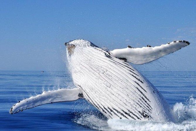 Whale Watching from Augusta in Western Australia - The Experience in Detail