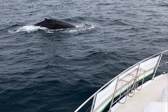 Whale Watching from Augusta in Western Australia - Summary: Why Choose This Tour?