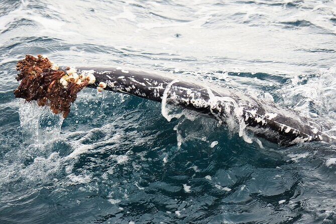 Whale Watching from Augusta in Western Australia - Final Thoughts