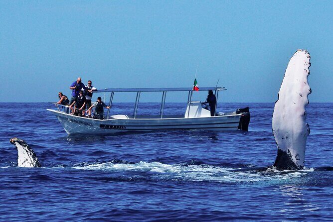 Whale Watching from Beruwala on Shared Boat - Introduction: What Is This Tour All About?