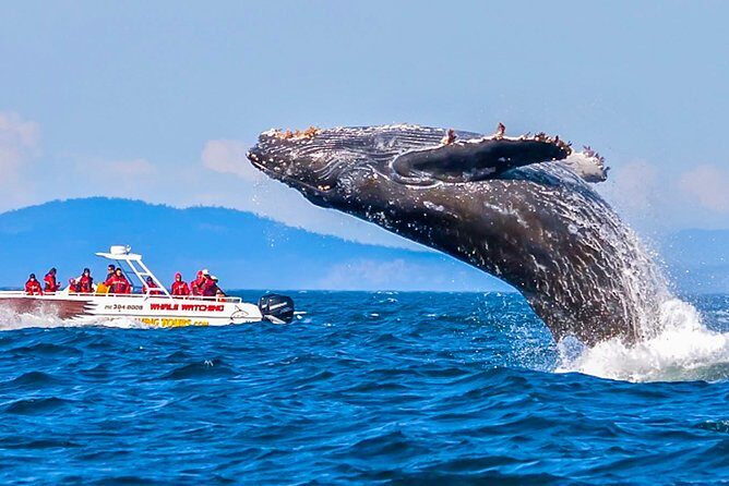 Whale Watching from Beruwala on Shared Boat - Who Should Consider This Tour?