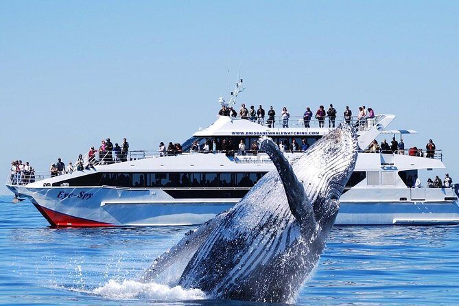 Whale Watching From Colombo - Additional Considerations and Practical Tips