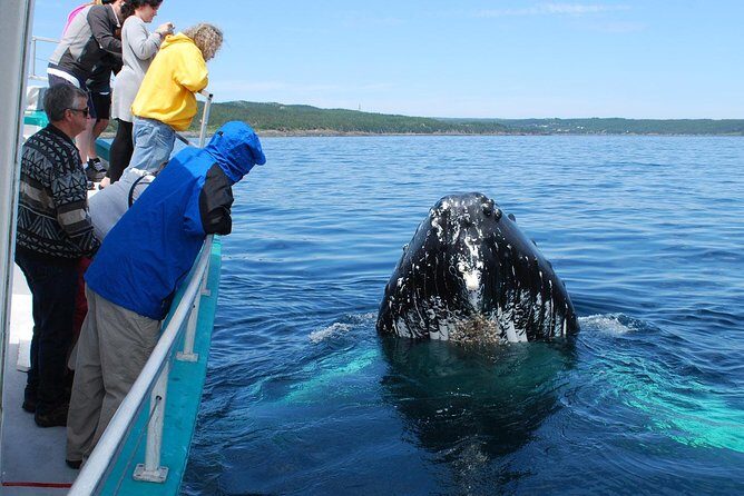 Whale Watching From Colombo - The Sum Up