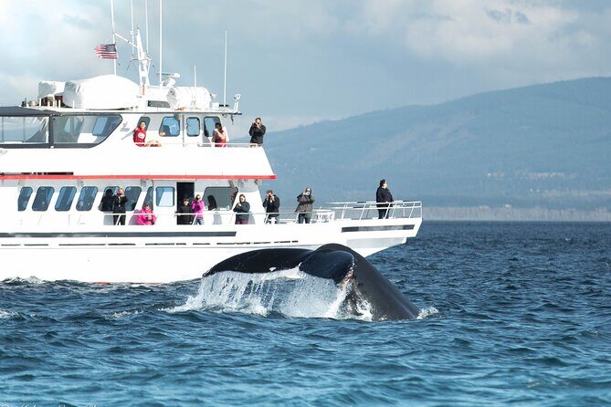 Whale Watching from Friday Harbor - Starting Point: Friday Harbor