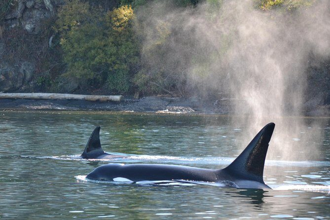 Whale Watching from Friday Harbor - The Boat and Its Features