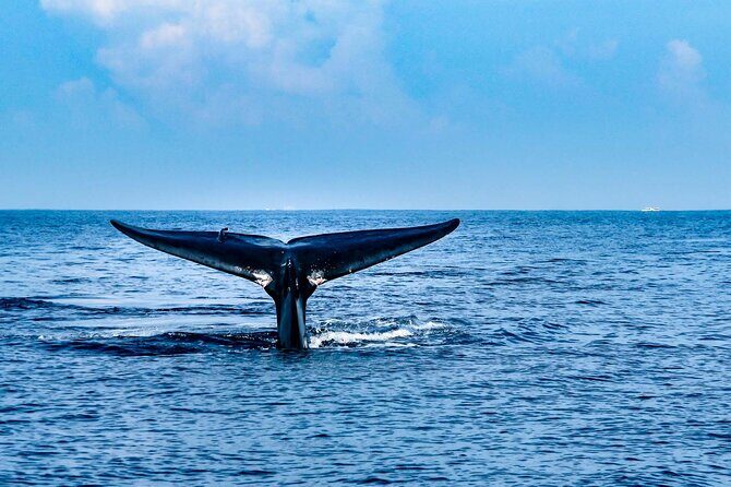 Whale Watching from Hikkaduwa with Pickup & Drop - Introduction: Why Consider a Whale Watching Tour from Hikkaduwa?