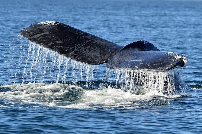 Whale Watching from Hikkaduwa with Pickup & Drop - What Makes This Tour Stand Out?