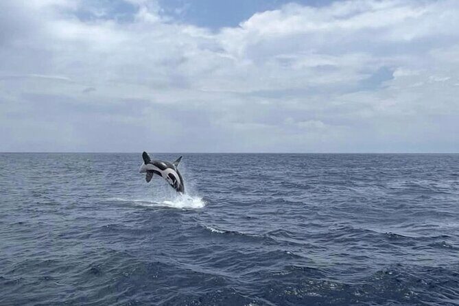 Whale Watching from Hikkaduwa with Pickup & Drop - How is the Price Justified?