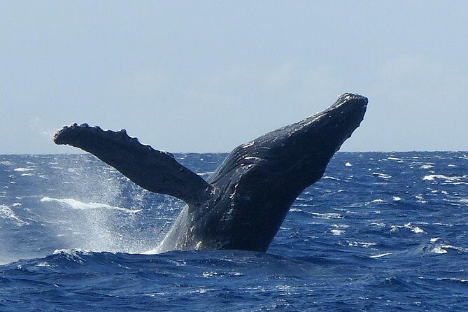Whale Watching from Ma'alaea Harbor - The Vessel and Group Size