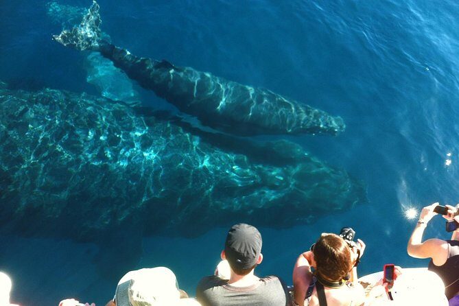 Whale Watching from Ma'alaea Harbor - Expert Naturalists and Informative Guides