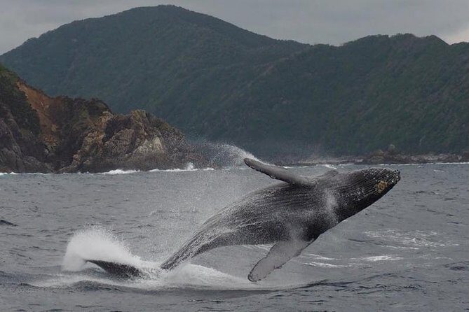 Whale Watching from Ma'alaea Harbor - Underwater Hydrophones and Whale Songs