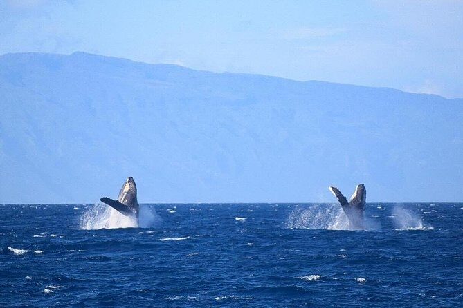 Whale Watching from Ma'alaea Harbor - Value for Money