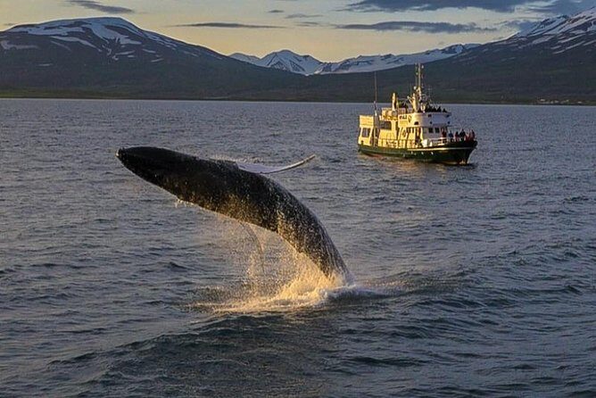 Whale Watching from the Heart of Akureyri - An In-Depth Look at the Experience