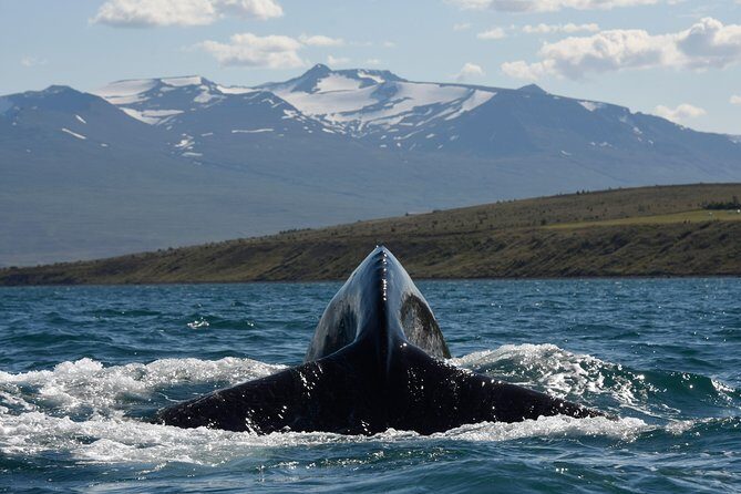 Whale Watching from the Heart of Akureyri - Final Thoughts