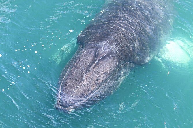 Whale Watching from the Heart of Akureyri - FAQ