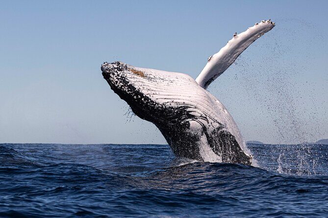 Whale Watching Gold Coast - An Authentic Gold Coast Whale Watching Adventure