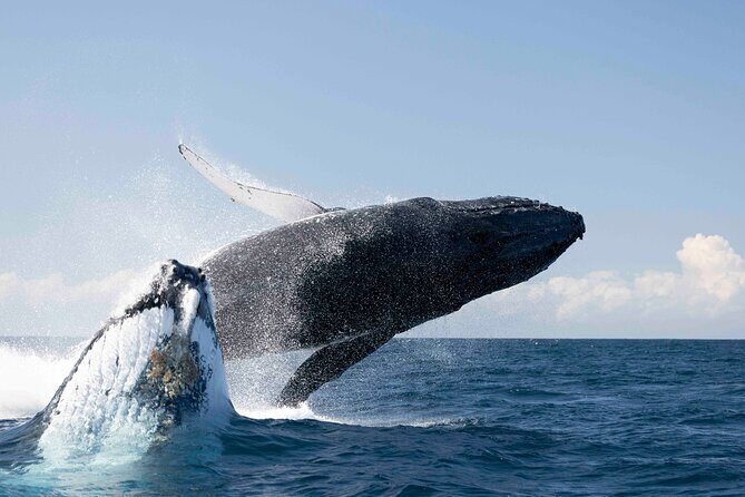 Whale Watching Gold Coast - Final Thoughts