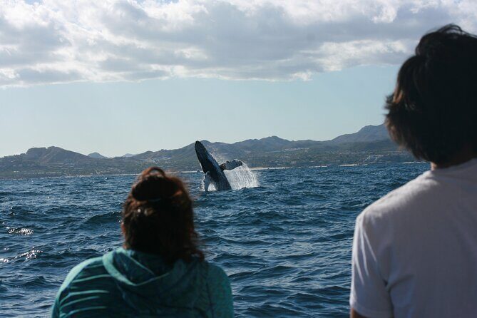 Whale Watching Group Tour in San Jose del Cabo - An In-Depth Look at the Whale Watching Experience